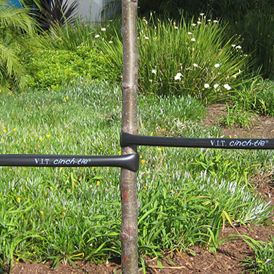 D-STAKE MILL 2-inch x 8-foot Treated Wood Tree Stake - Ewing